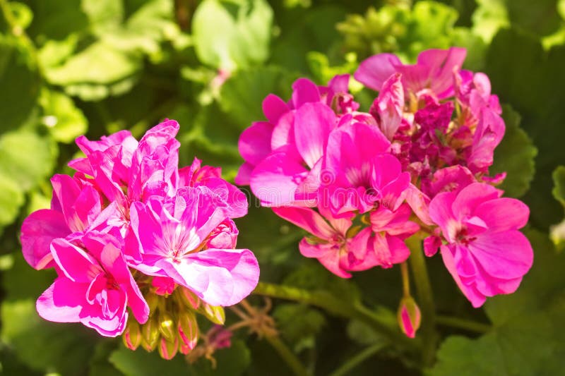 Flower Pelargonium Zonale, Common Geranium Stock Photo - Image of ...