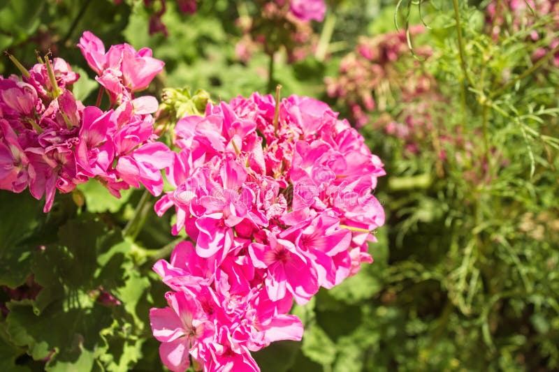 Flower Pelargonium Zonale, Common Geranium Stock Image - Image of spain ...