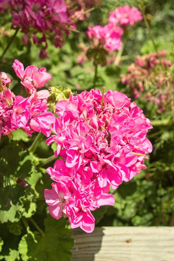 Flower Pelargonium Zonale, Common Geranium Stock Photo - Image of ...