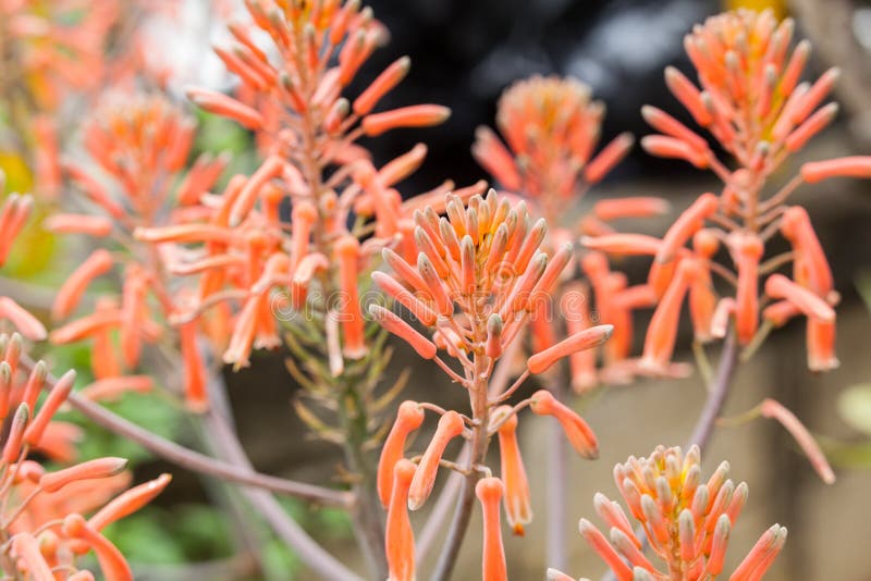 Flower of the Penca Sabila, or Aloe Vera - Asphodeloideae Stock Photo ...