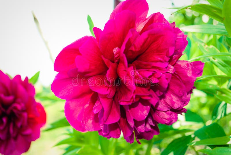 The Flower of the Peon Growing in a Summer Garden. Stock Image - Image ...