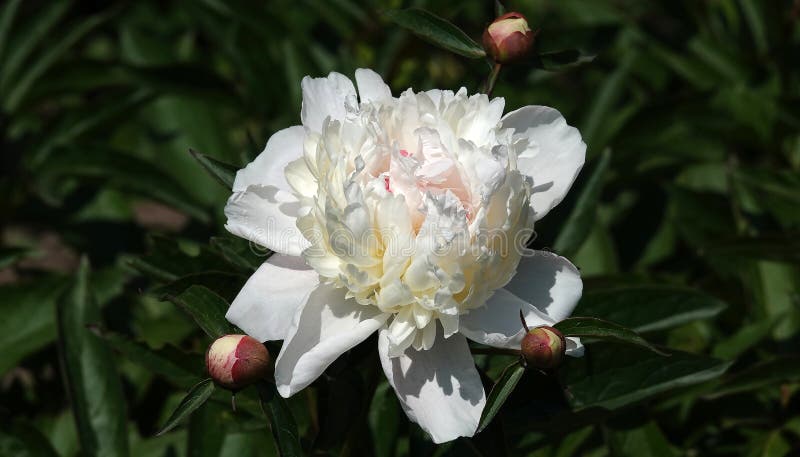 Peony Amalia Stock Photos - Free & Royalty-Free Stock Photos from ...