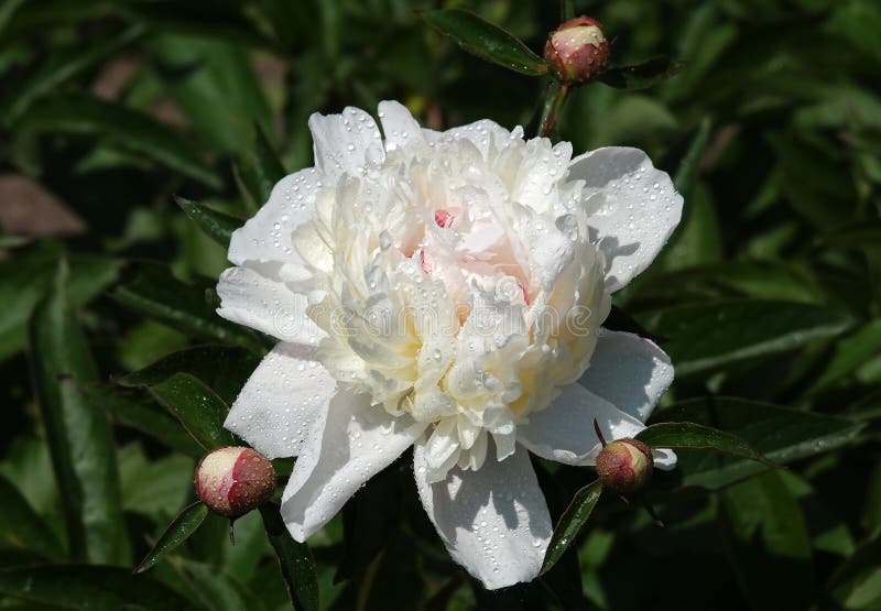 Amalia Peony Flower Stock Photos - Free & Royalty-Free Stock Photos ...