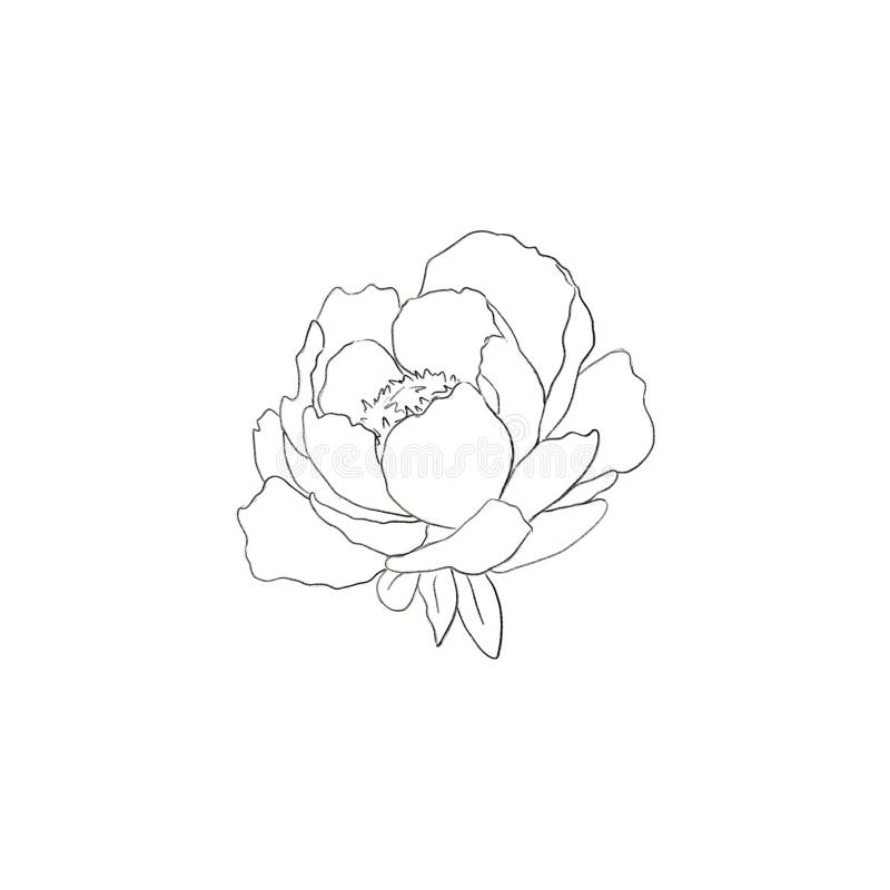 Exquisite and Beautiful Peony Line Art Illustration Perfect for Various ...