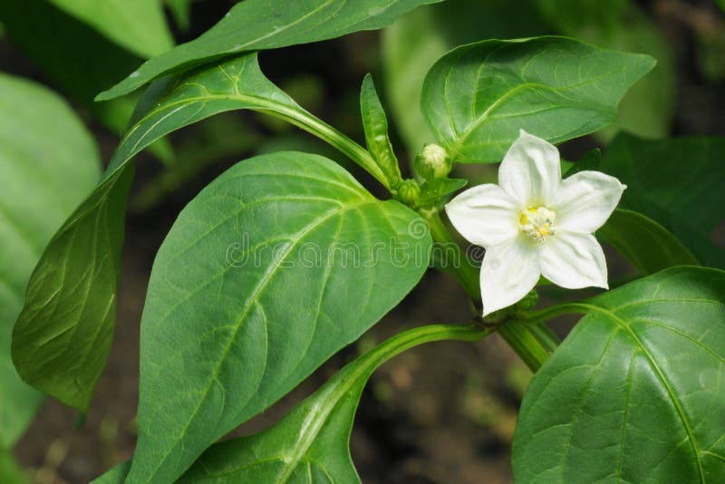 Flower of pepper stock photo. Image of paprika, leaves - 15007732