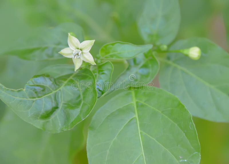 Flower pepper stock photo. Image of food, cultivation - 76445840