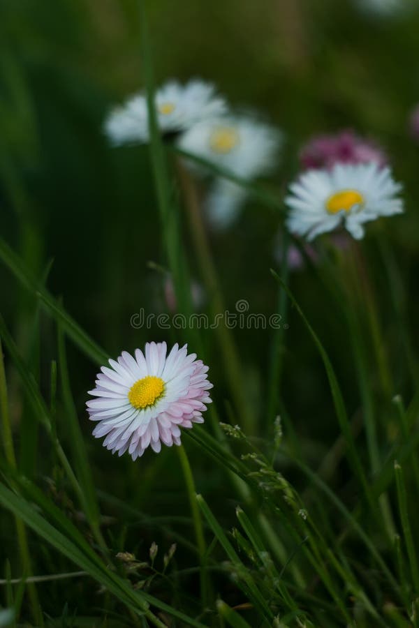 Daisy with grass isolated stock photo. Image of botany - 9747302