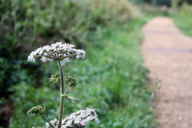 Flower Perspective stock image. Image of herb, nature - 37992153