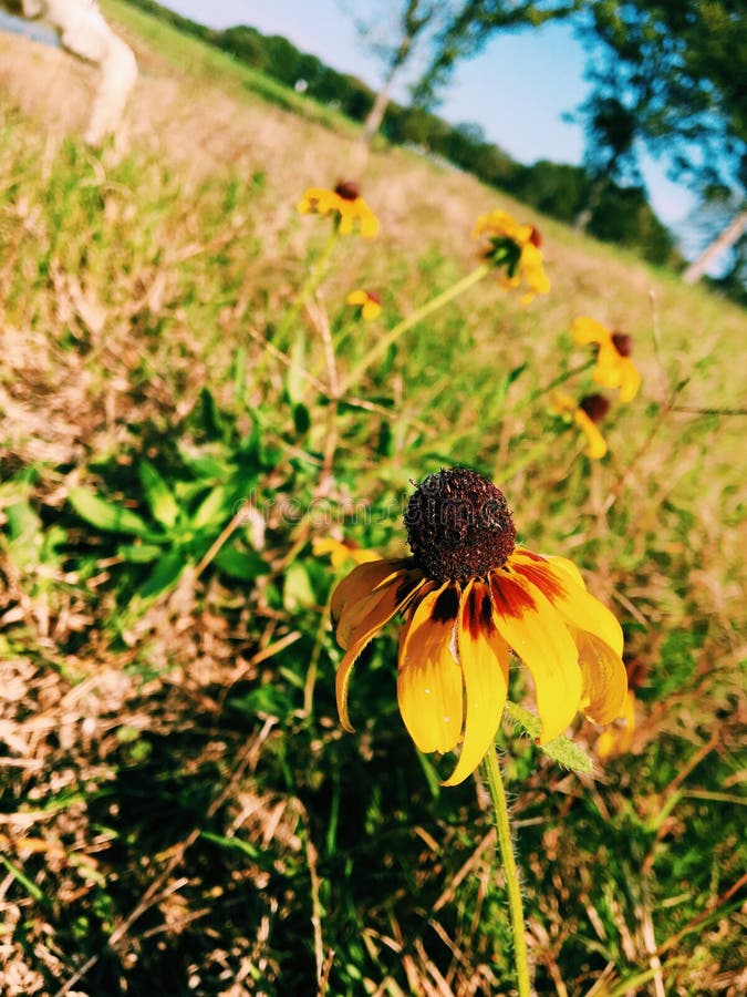 Flower perspective stock photo. Image of yellow, flower - 87477922