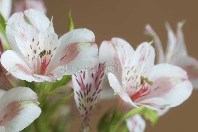 Flower Peruvian Lily Alstroemeria Stock Photo - Image of garden ...