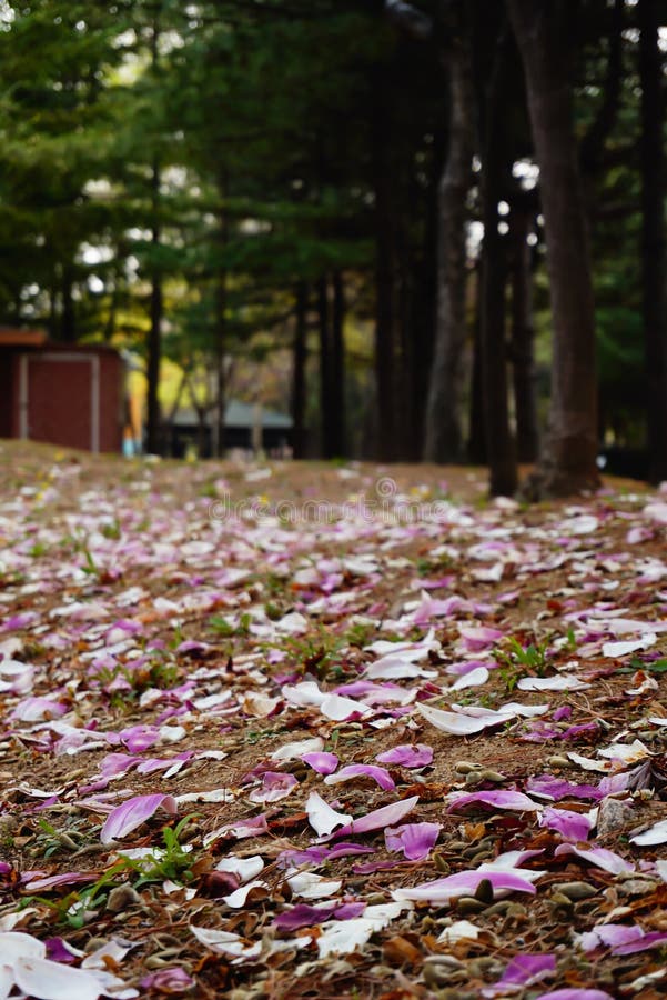 Ground Selectine Stock Photos - Free & Royalty-Free Stock Photos from ...