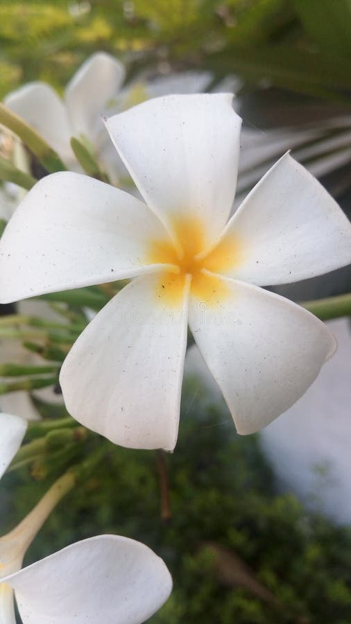 Flower petal nature stock photo. Image of petal, simple - 85713140