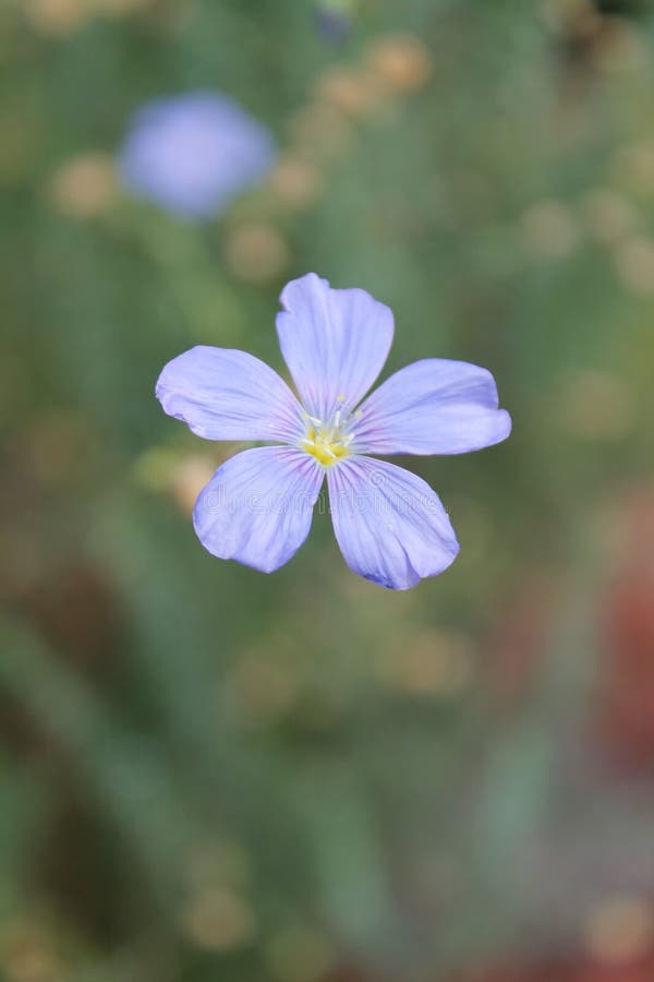 Flower petal plant stock image. Image of grass, green - 185551521