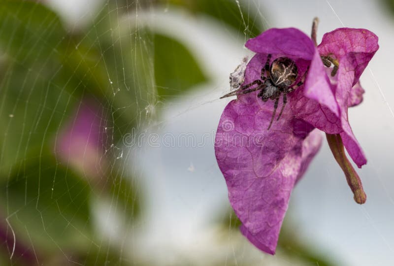 Flower is Trapped on the Square Stock Photo - Image of architecture ...