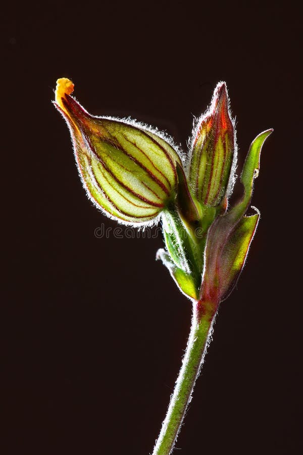 Flower without petals stock photo. Image of left, blooms - 14152804