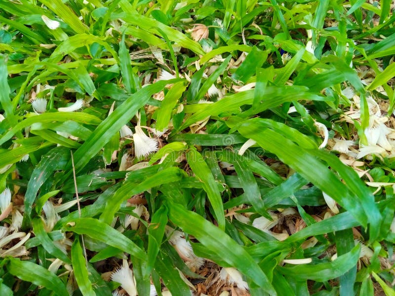 Flower Petals Fall on the Ground and Grass. Stock Photo - Image of leaf ...
