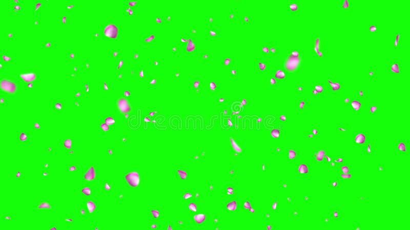Falling Rose Petals Gif