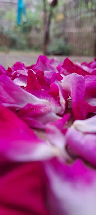 Flower Petals Falling on the Ground Stock Image - Image of pink, ground ...
