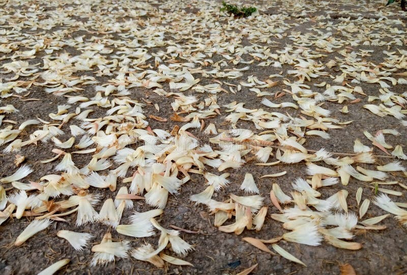 Flower Petals Fall on the Ground and Grass. Stock Photo - Image of leaf ...