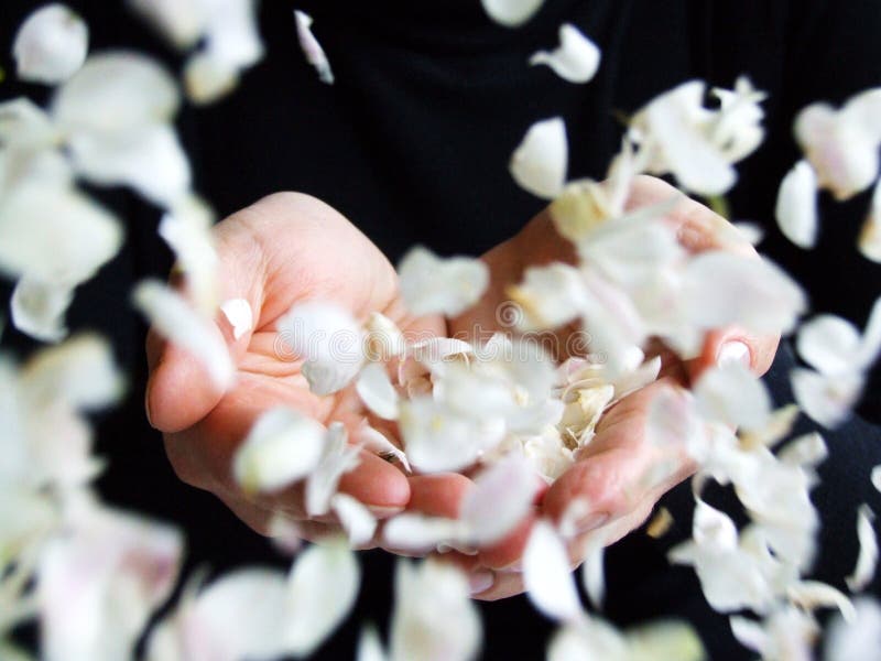 Flower Petals Falling into Hands Stock Photo - Image of eruption ...