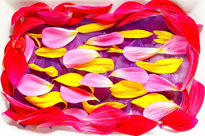Flower petals stock photo. Image of backdrop, element - 55362006