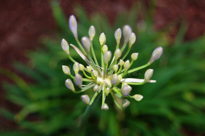 Flower Petals Ready To Open and Bloom Stock Photo - Image of purple ...