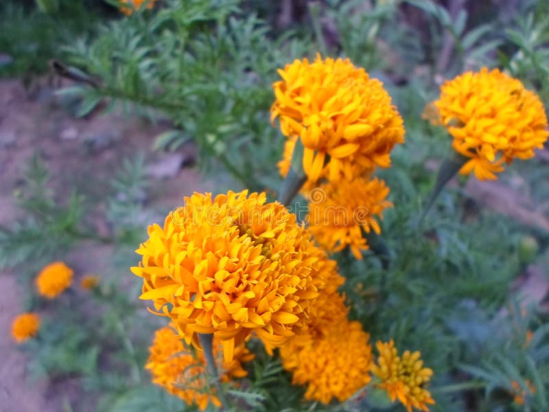 Dahaspethiya stock photo. Image of nature, bouquet, elegance - 59628152