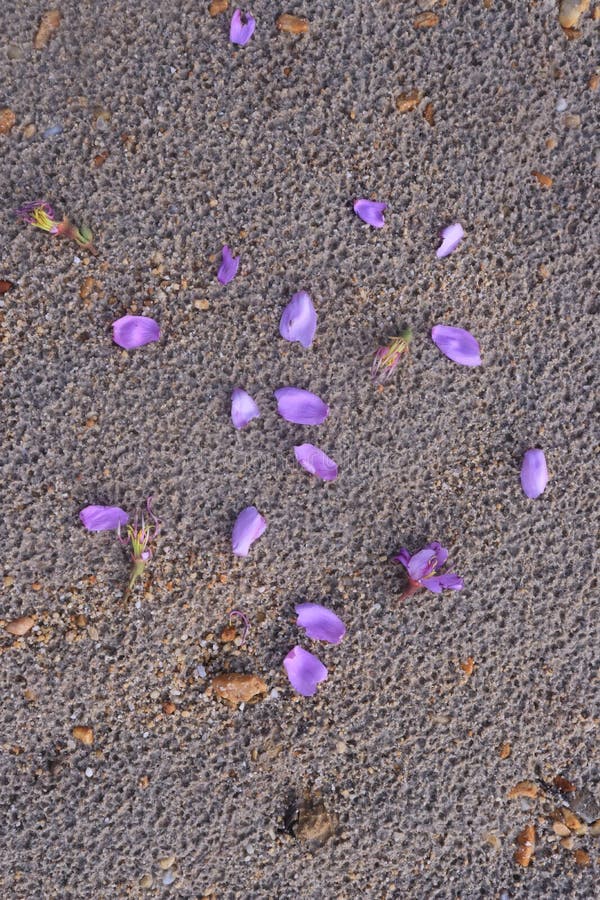 Flower Petals on the Surface of Fine Sand Stock Image - Image of ...
