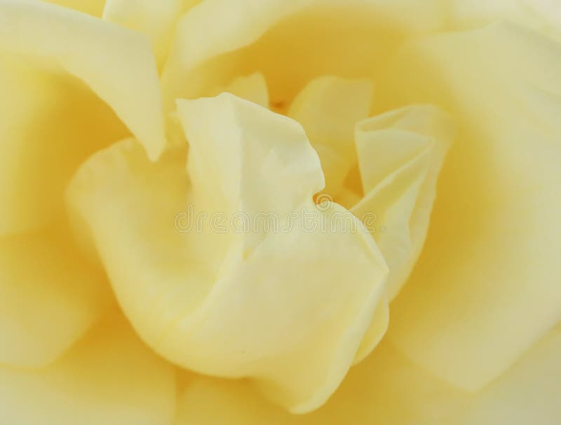 Flower Petals of a Yellow, Tea Rose Stock Photo - Image of nature ...