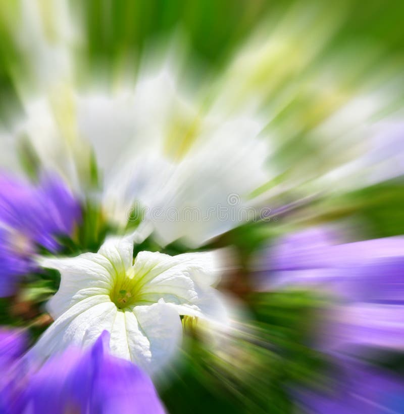 Flower vortex stock image. Image of garden, cyclical - 19158965