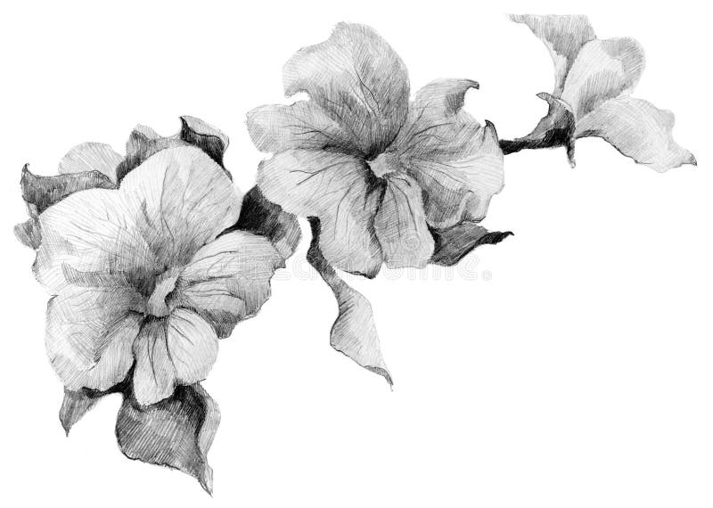Pencil Sketches Flower Spray