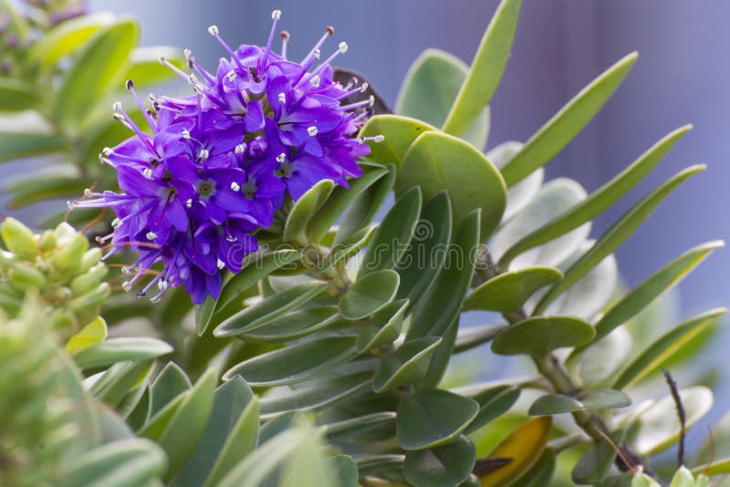 Flower 120, Photo of a flower with cold colours, selective focus and