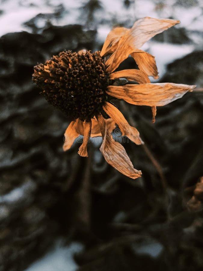 Flower Photo December Could Colour Stock Image - Image of flower ...