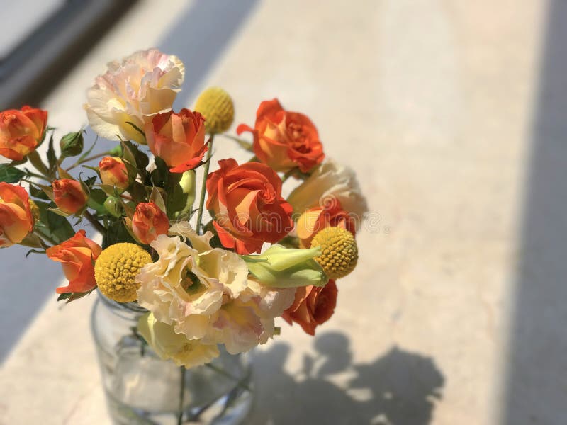 Flower stock photo. Image of warm, flower, love, indoor - 242064456