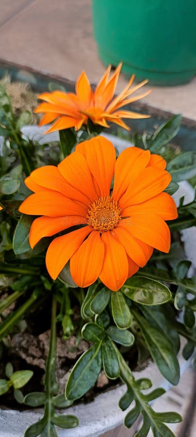 Flower Photo Shoot of My Garden Stock Image - Image of yellow, daisy ...