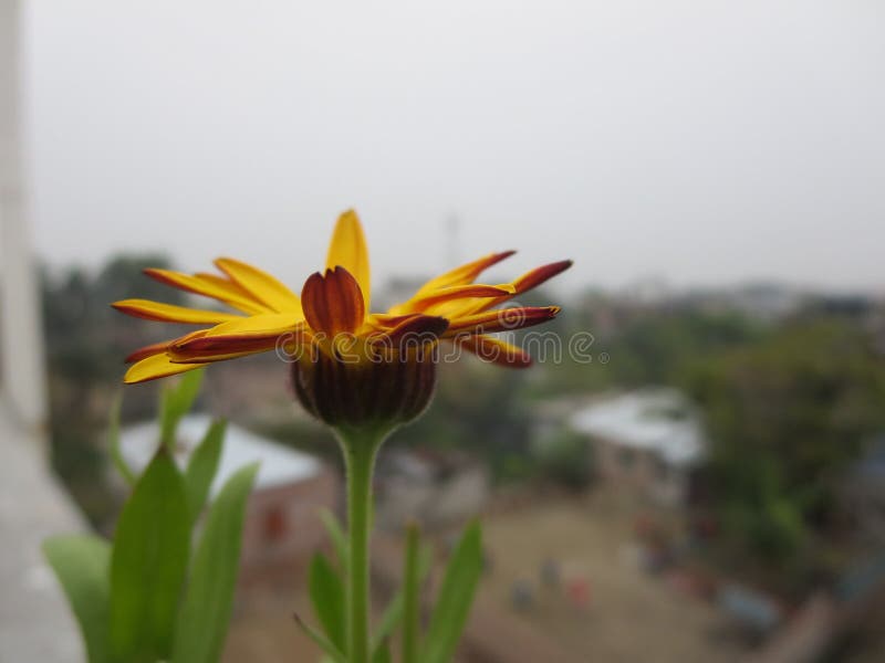 Flower Photography . Good Weather Condition Stock Photo - Image of 620f ...