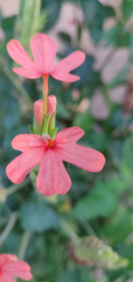 Flower Photography in India Andhra Pradesh Stock Image - Image of ...
