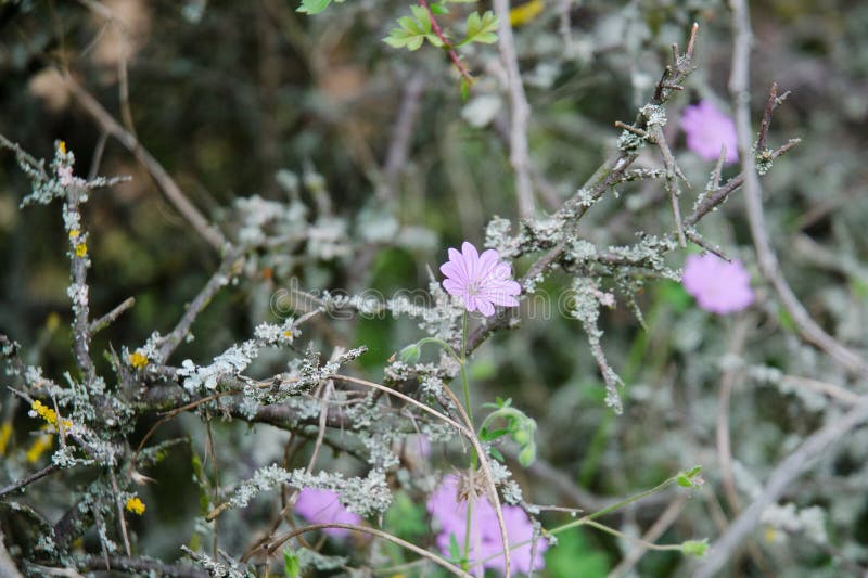 Flower stock photo. Image of focus, bush, natutre, branchs - 53992956