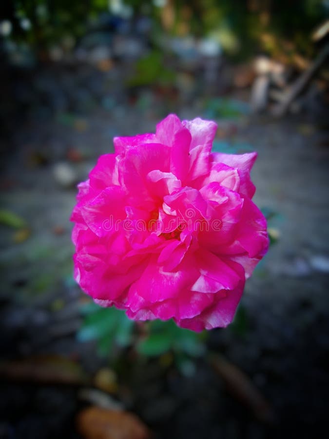 Flower Photography Tree Rose Leaf Stock Photo - Image of tree, flower ...