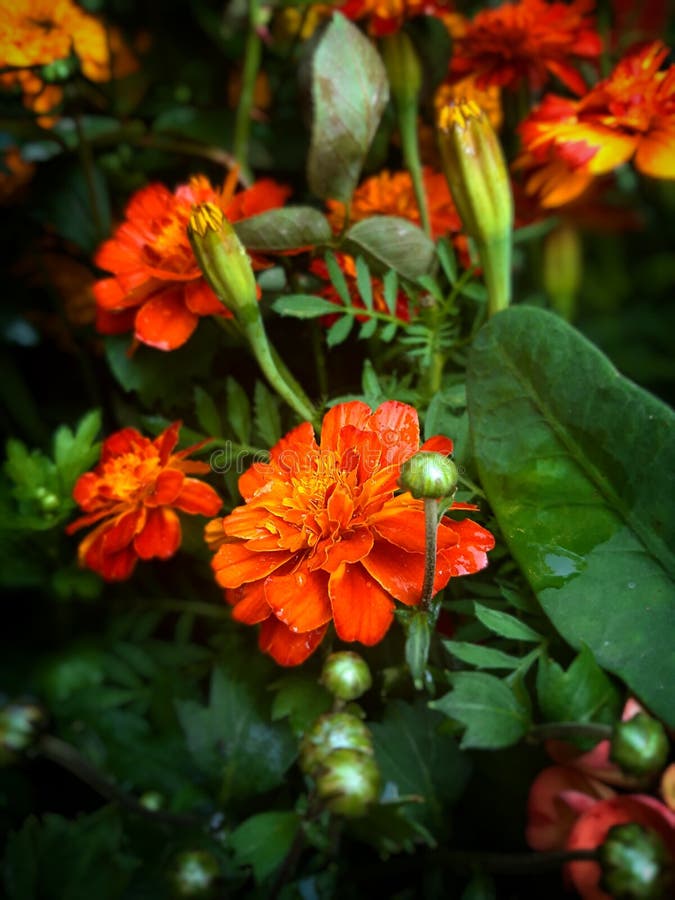 Flower Photography Tree Rose Leaf Stock Image - Image of flower, leaf ...