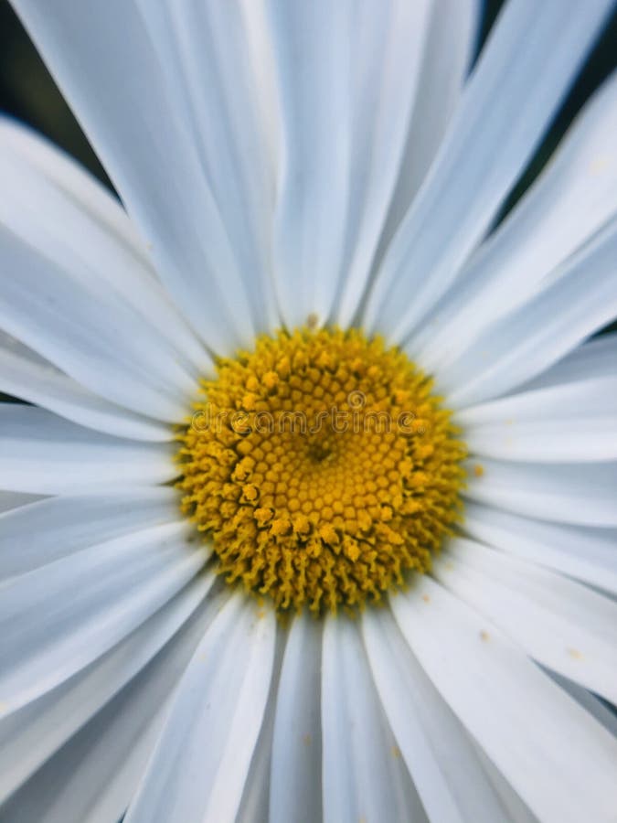 Flower photography stock image. Image of flower, portrait - 215049673