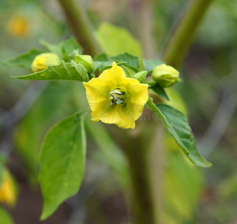 Flower of a physalis plant stock photo. Image of fruit - 101915496