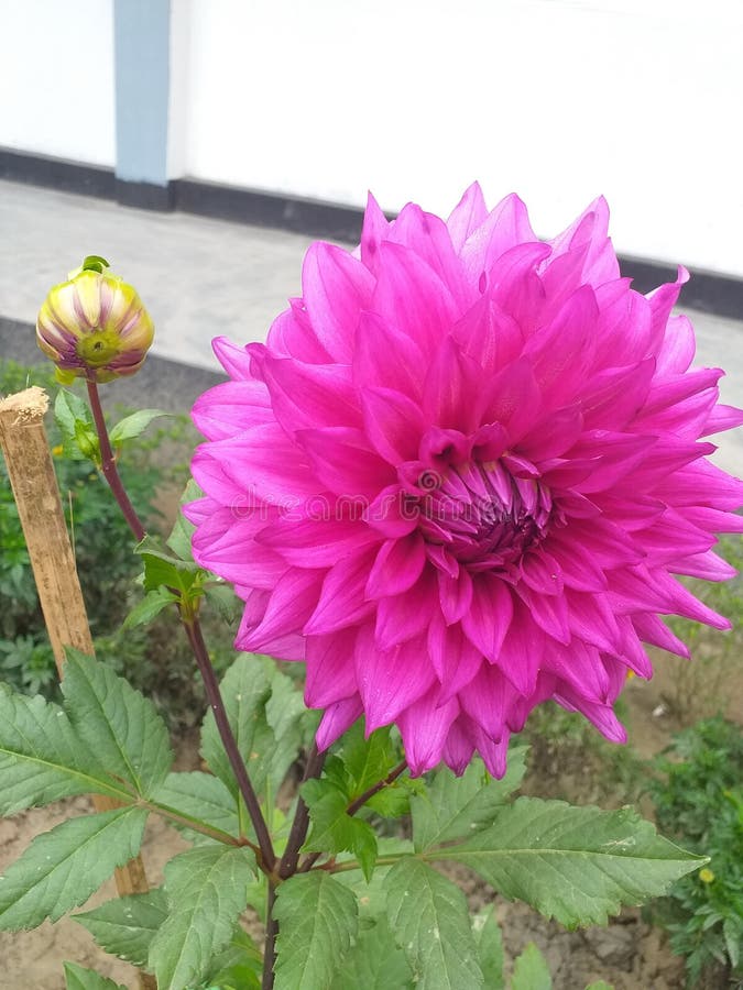 Flower Pic Tree Photo Wallpaper Stock Photo - Image of wallpaper, tree ...