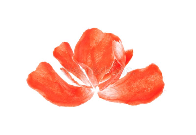 Flower of Pickled Ginger Petals on a White Background Stock Photo ...