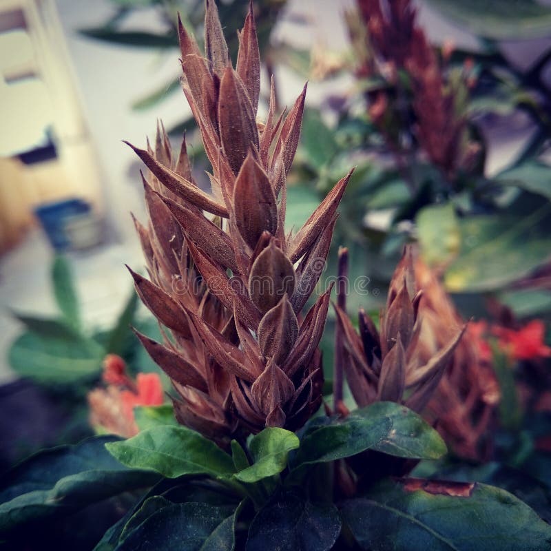 Flower stock photo. Image of karnatka, gadag, nature - 112536580