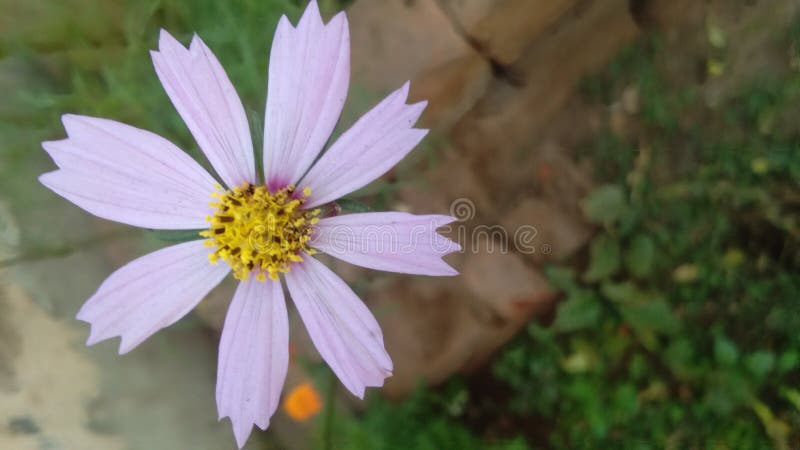 Flower editorial photo. Image of sunbeam, flower, brick - 107944681