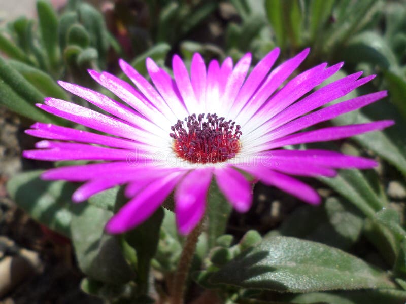 Flower, Pigface, Plant, Ice Plant Picture. Image: 135982283