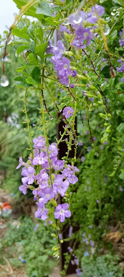 Flower pik stock photo. Image of blossom, plant, produce - 276528682
