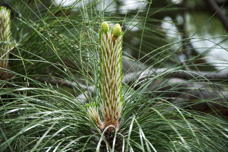 Pine flower stock photo. Image of needle, flora, flower - 115404006
