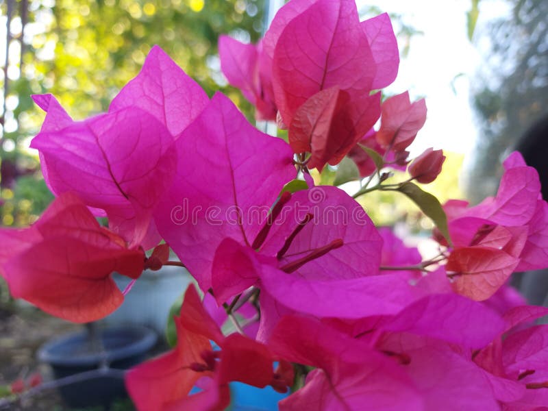 The flower ping stock photo. Image of leaf, lilac, pink - 248654040